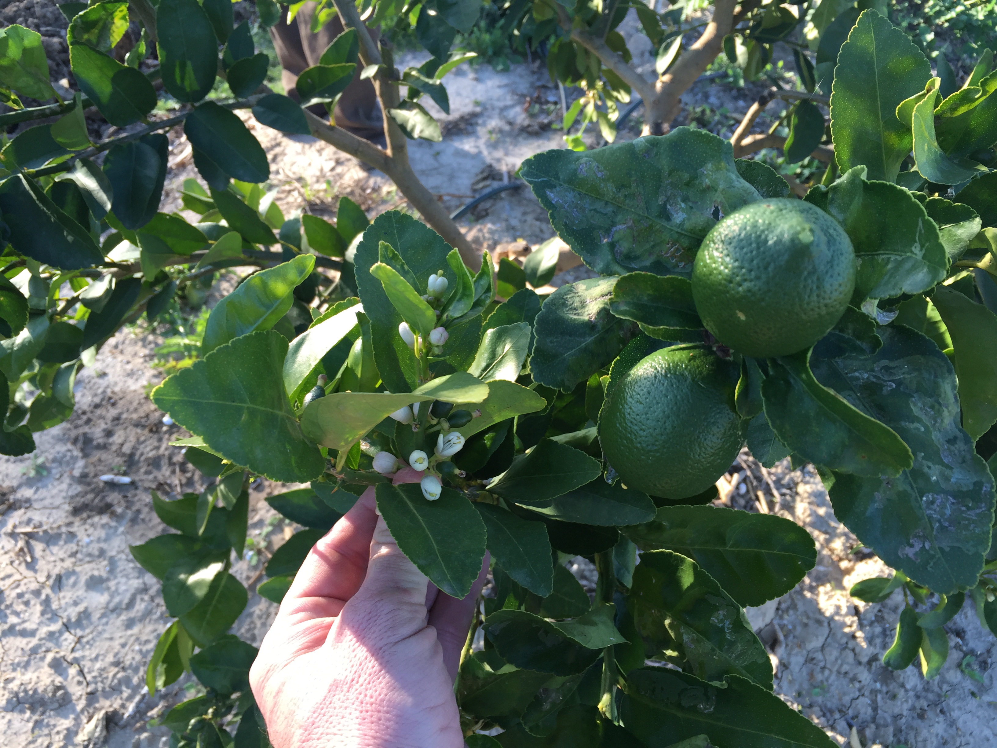 Terra Citrus - Fresh Fruit, Juice & Powder